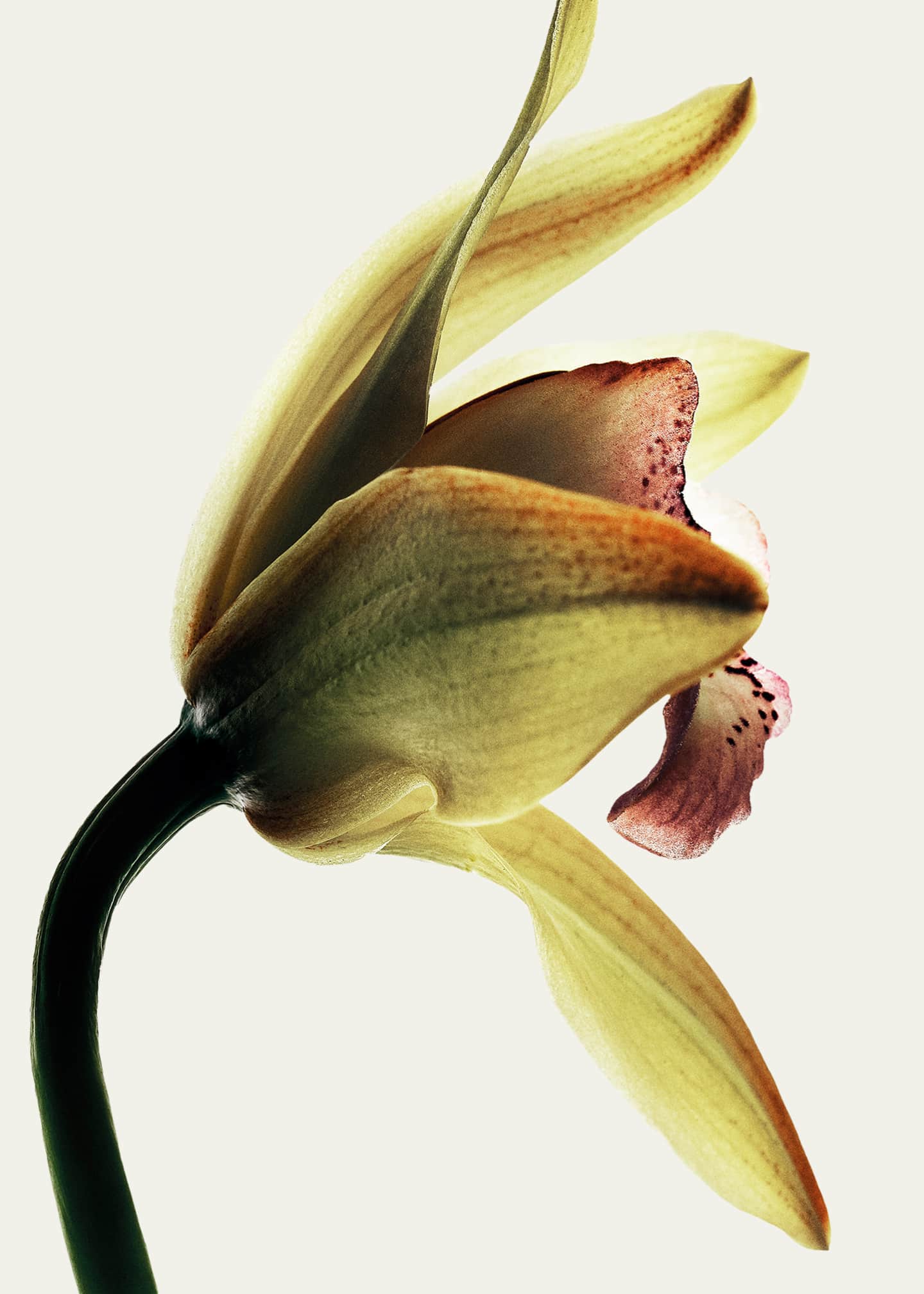 Loewe Roasted Vanilla Eau de Parfum, 3.4 oz. - Bergdorf Goodman